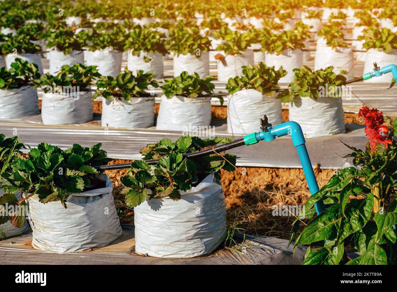Valves drip irrigation system in organic strawberry farm. Watering ...