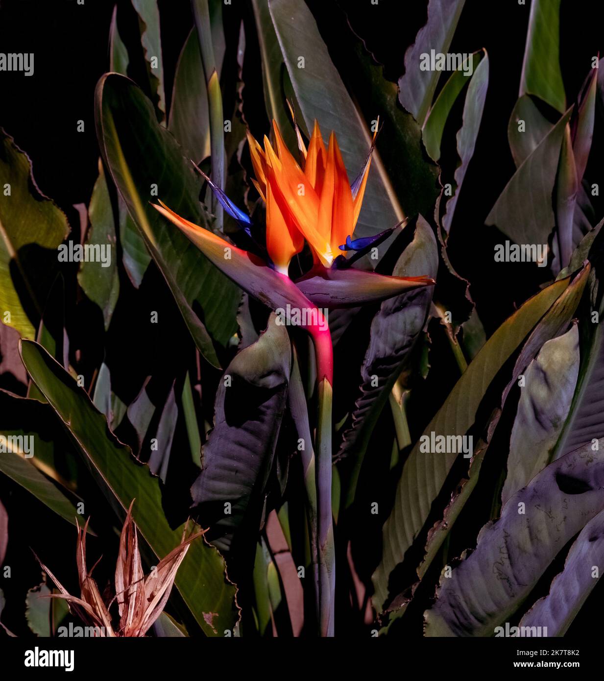 Strelitzia flowers garden hi-res stock photography and images - Alamy