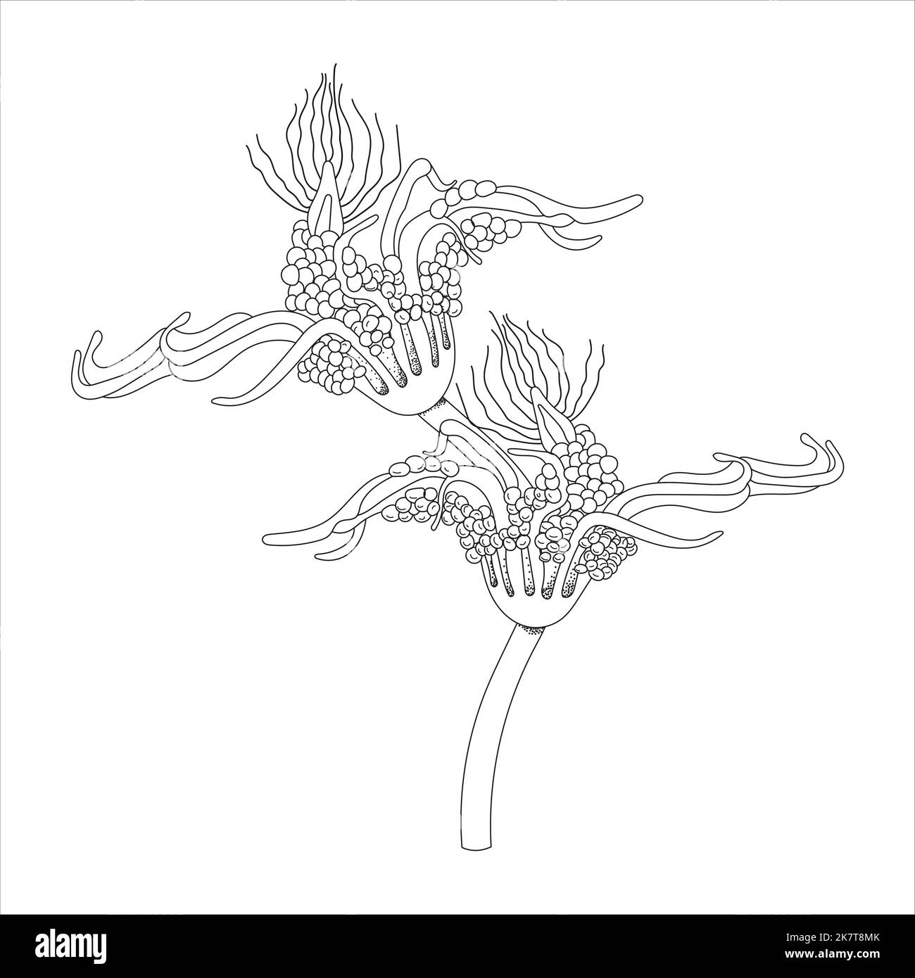 A Representative Of The Underwater World Polyp Stock Vector Image And Art Alamy