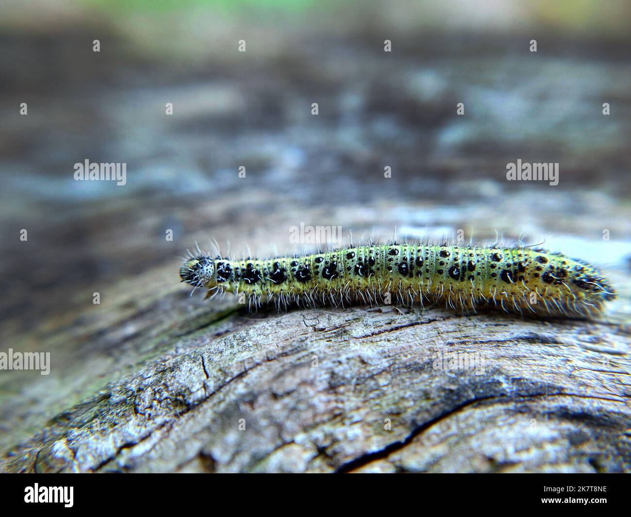 Caterpillar damage to brassica leaves hi-res stock photography and ...