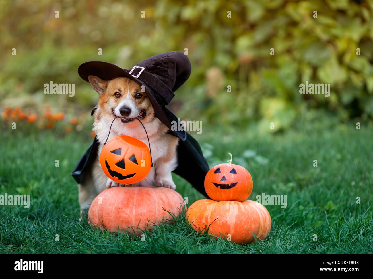 cute corgi dog puppy in festive black cap and cape sitting on the grass ...