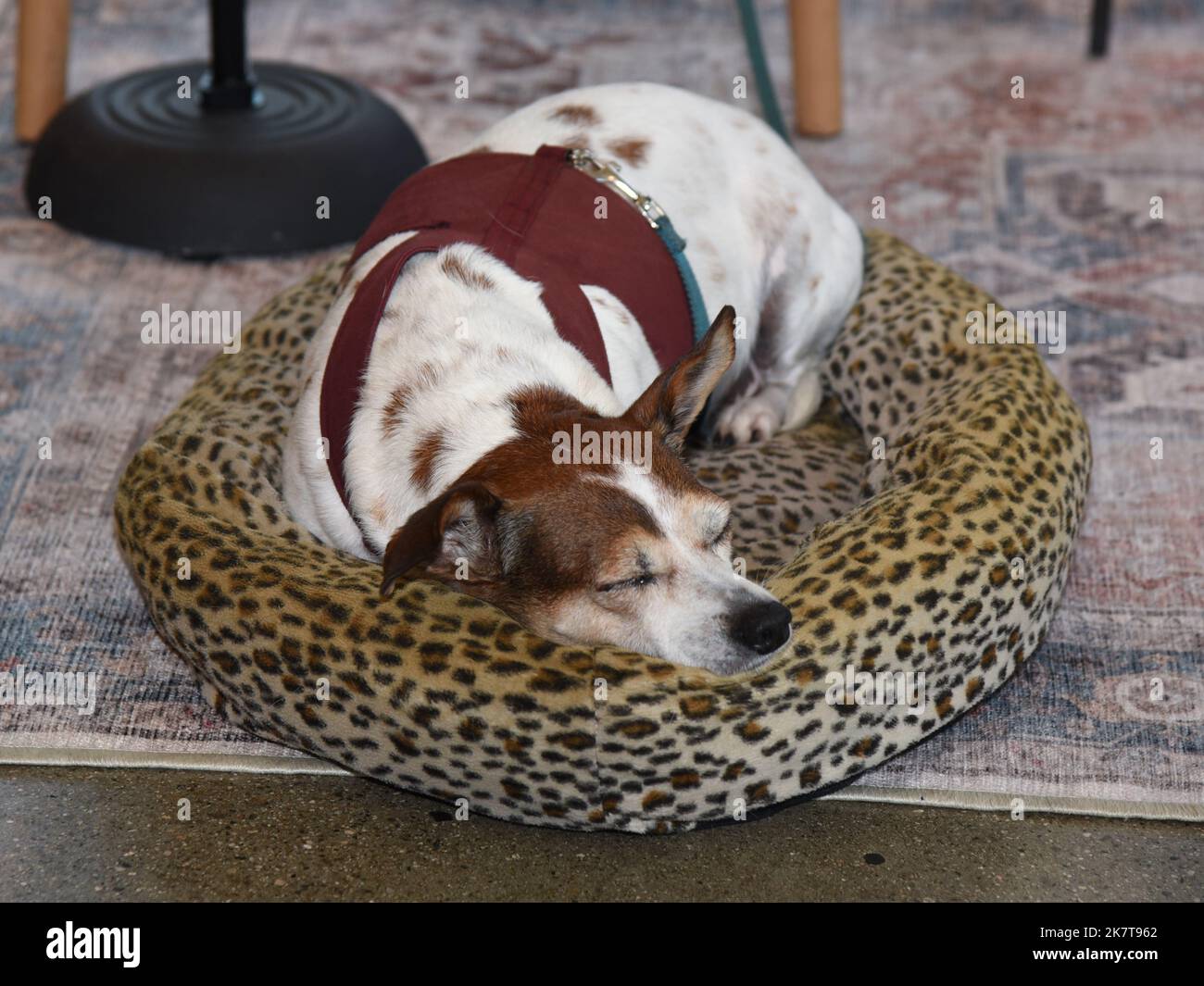 October 9, 2022, Culver City, California, USA: Romeo attends ''Terriers ...