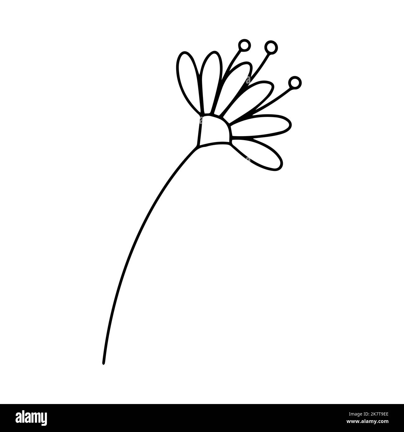 Delicate sketch of a spring flower. Vector illustration in hand drawn ...