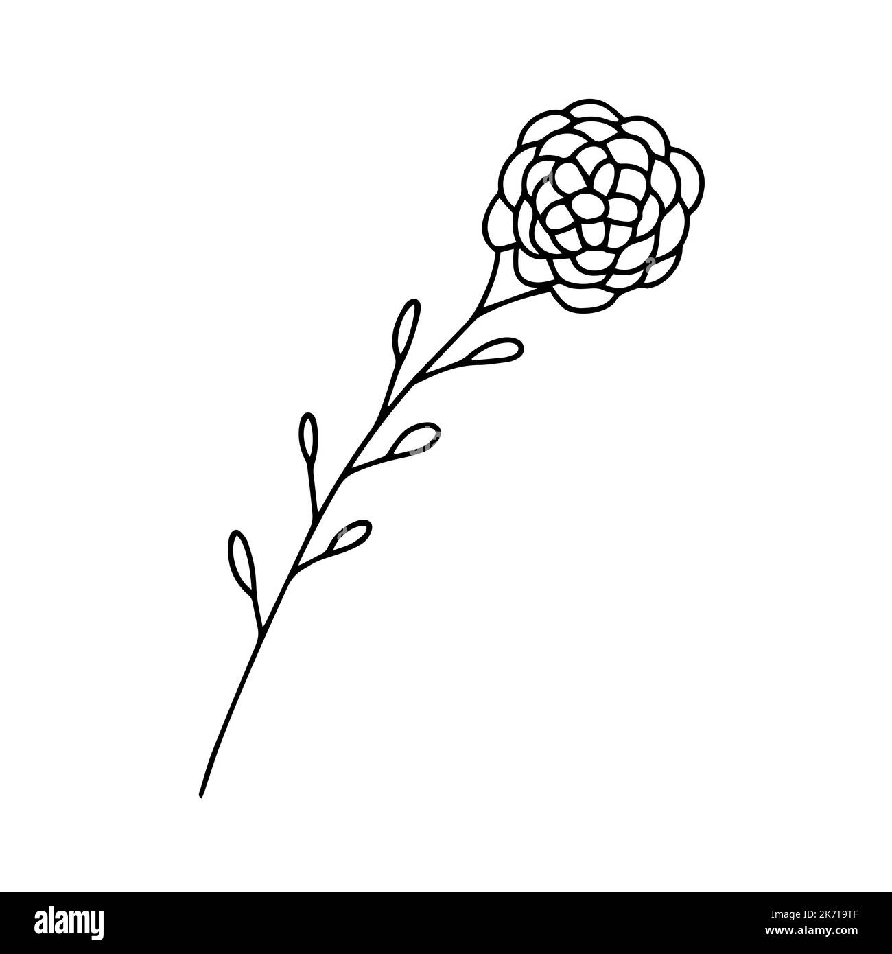 Delicate sketch of a spring flower. Vector illustration in hand drawn ...