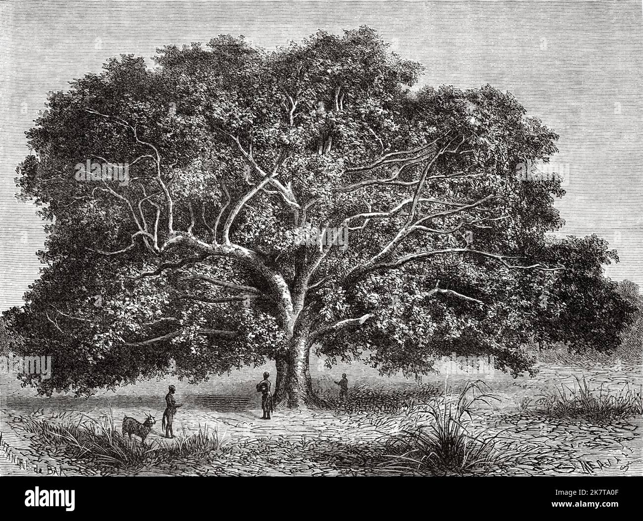 Giant ficus in a bongo hi-res stock photography and images - Alamy