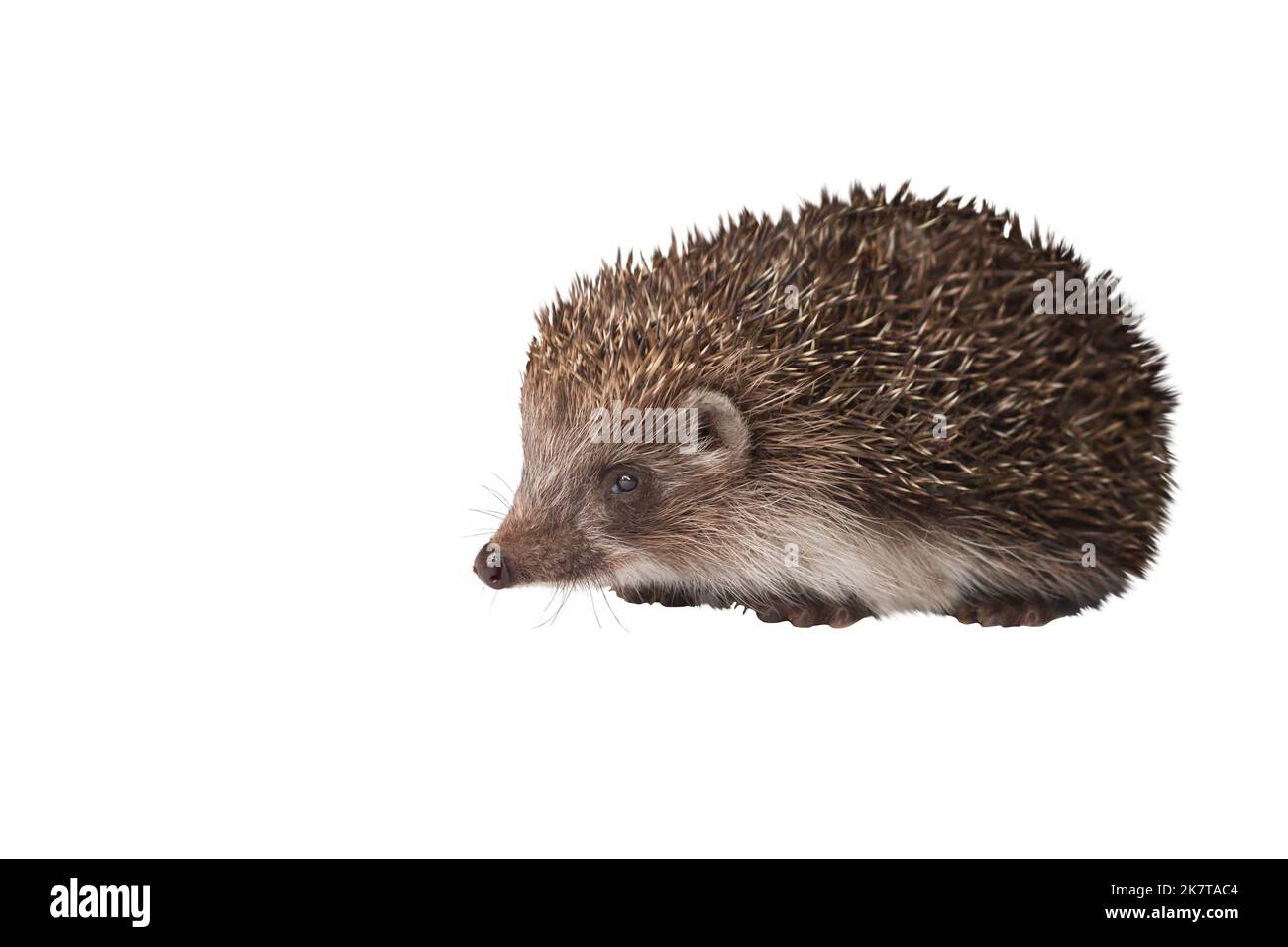 Adult Hedgehogs As Pets