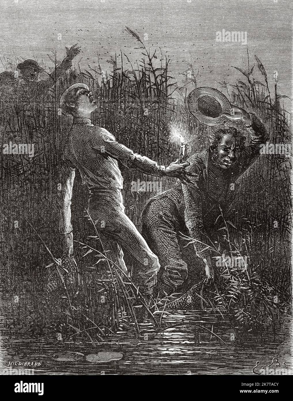 American woodcock drawing hi-res stock photography and images - Alamy