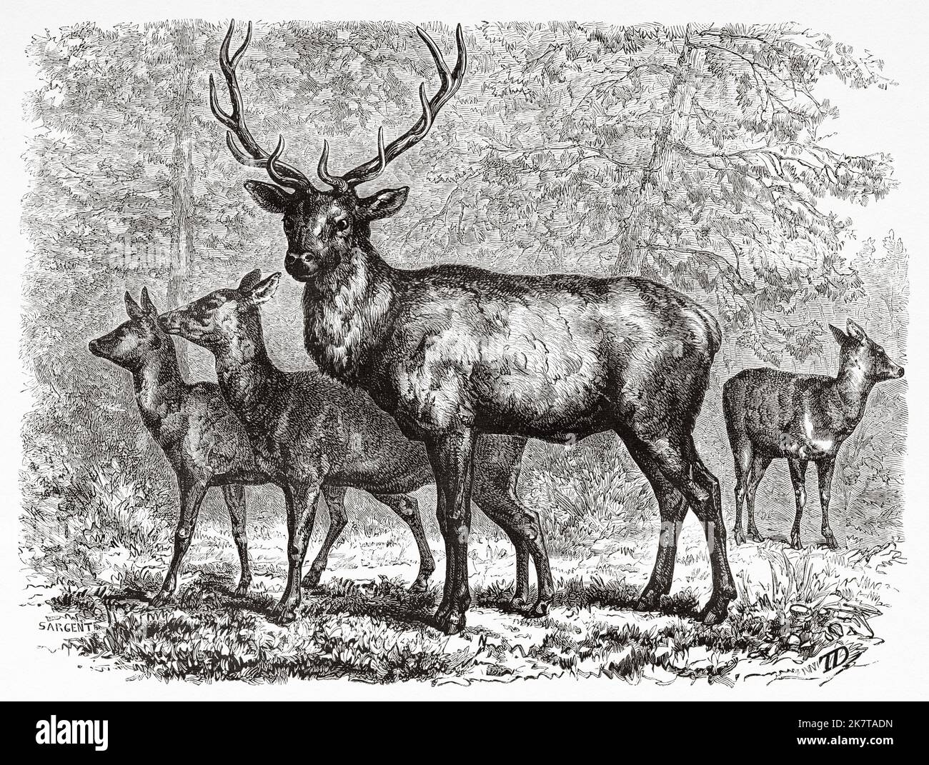 American elks cervus canadensis in the forest hi-res stock photography ...