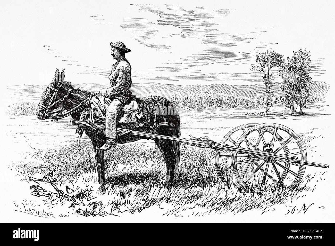 Switzerland horse Cut Out Stock Images & Pictures - Alamy