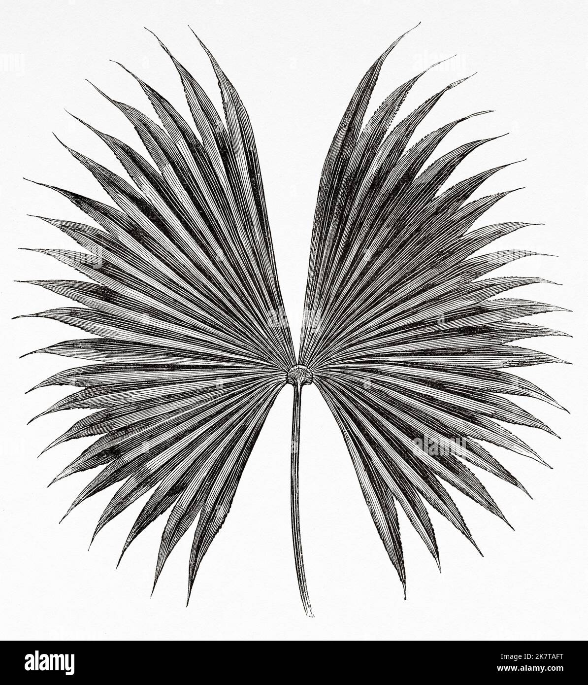 Palm tree leaf. Brazil, South America. Exploration of the Rivers Amazon ...