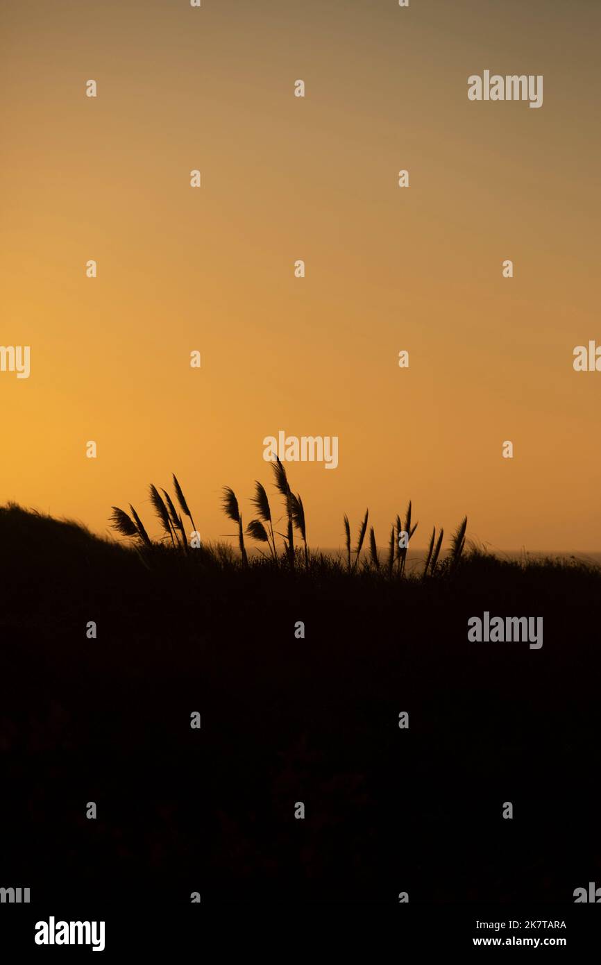 Sunset illuminates the grassy sand dunes of Manila beach in Eureka ...