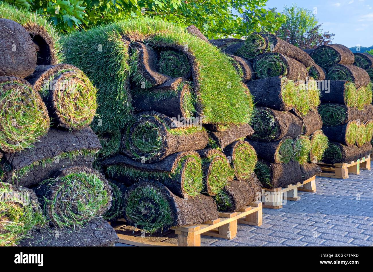 stacks of sod rolls for landscaping. Lawn grass in rolls on pallets on ...