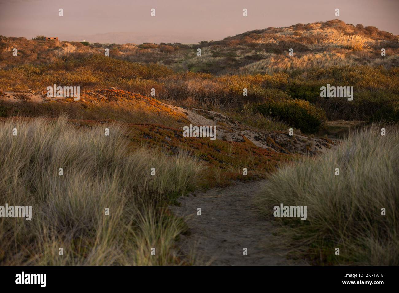 Sunset illuminates the grassy sand dunes of Manila beach in Eureka ...