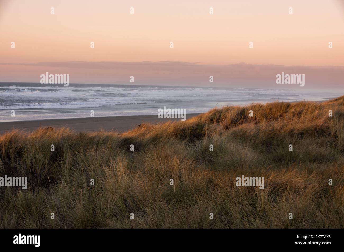 Sunset illuminates the grassy sand dunes of Manila beach in Eureka ...