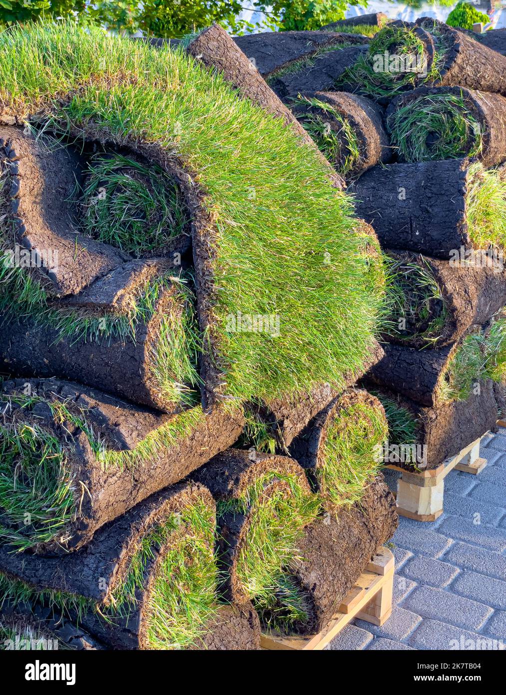 stacks of sod rolls for landscaping. Lawn grass in rolls on pallets on ...