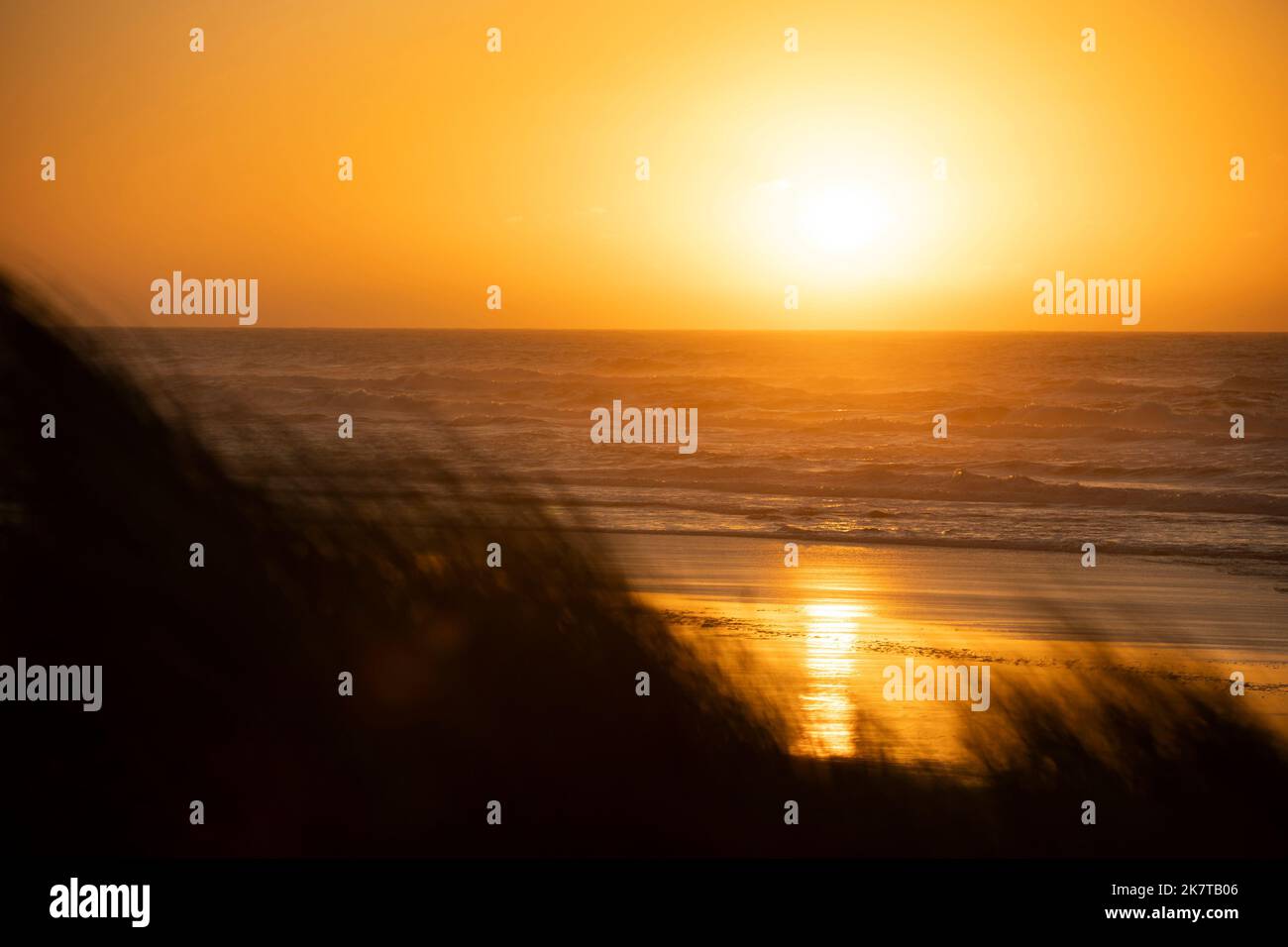 Sunset illuminates the grassy sand dunes of Manila beach in Eureka ...