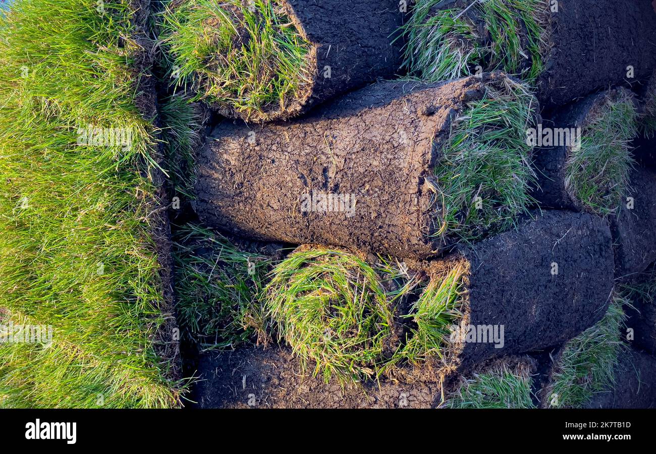 stacks of sod rolls for landscaping. Lawn grass in rolls on pallets on ...