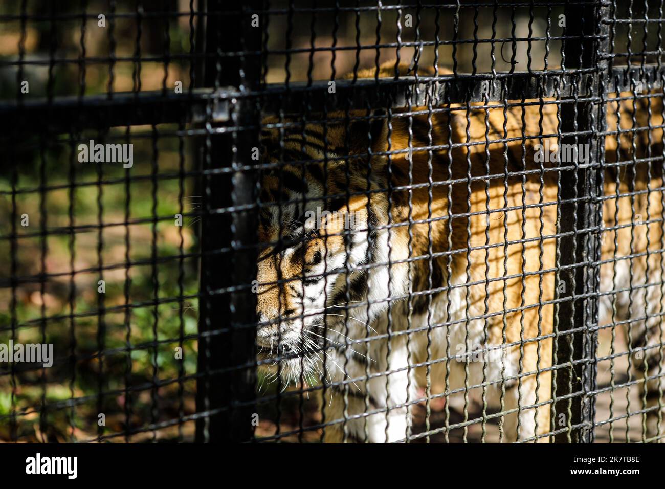 Caged Siberian tiger in an eastern European zoo. Caged wildlife. Animal ...