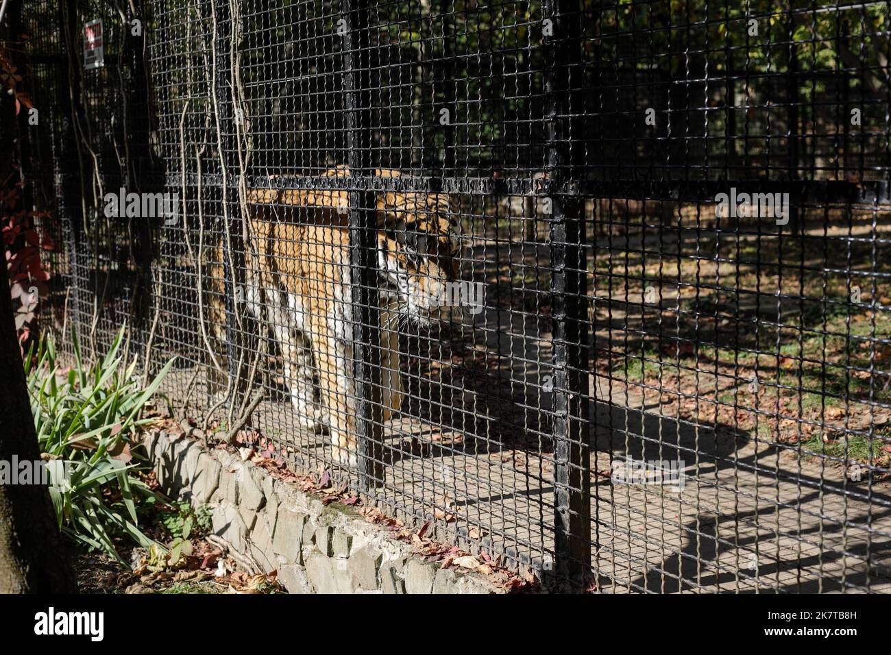 Caged Siberian tiger in an eastern European zoo. Caged wildlife. Animal ...