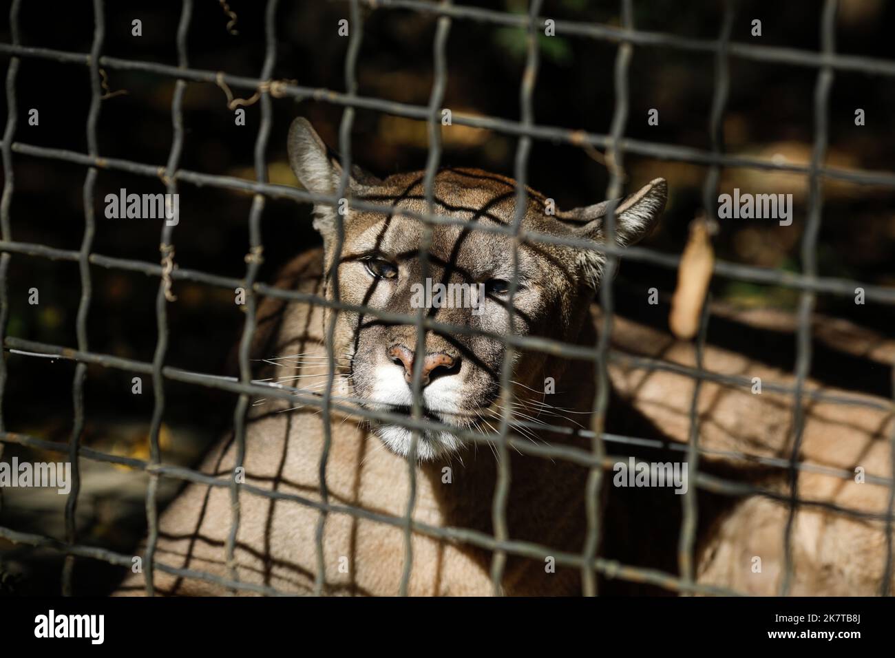 Caged cougar in an eastern European zoo. Caged wildlife. Animal abuse ...