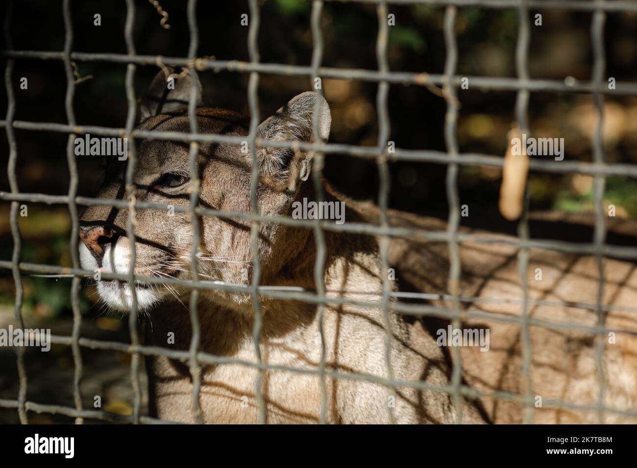 Caged cougar in an eastern European zoo. Caged wildlife. Animal abuse ...
