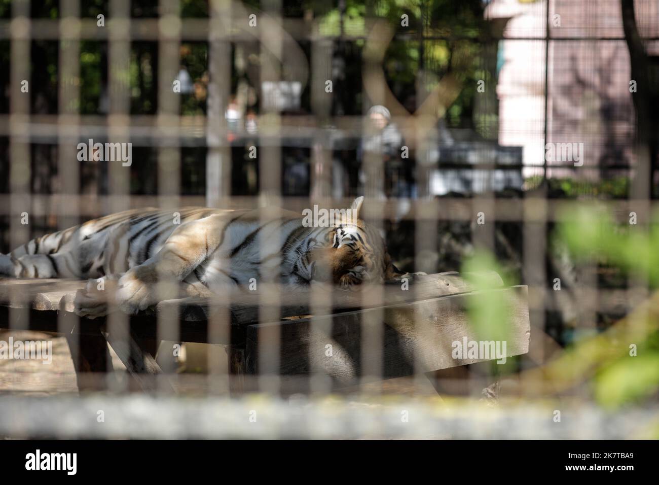 Caged Indian tiger in an eastern European zoo. Caged wildlife. Animal ...