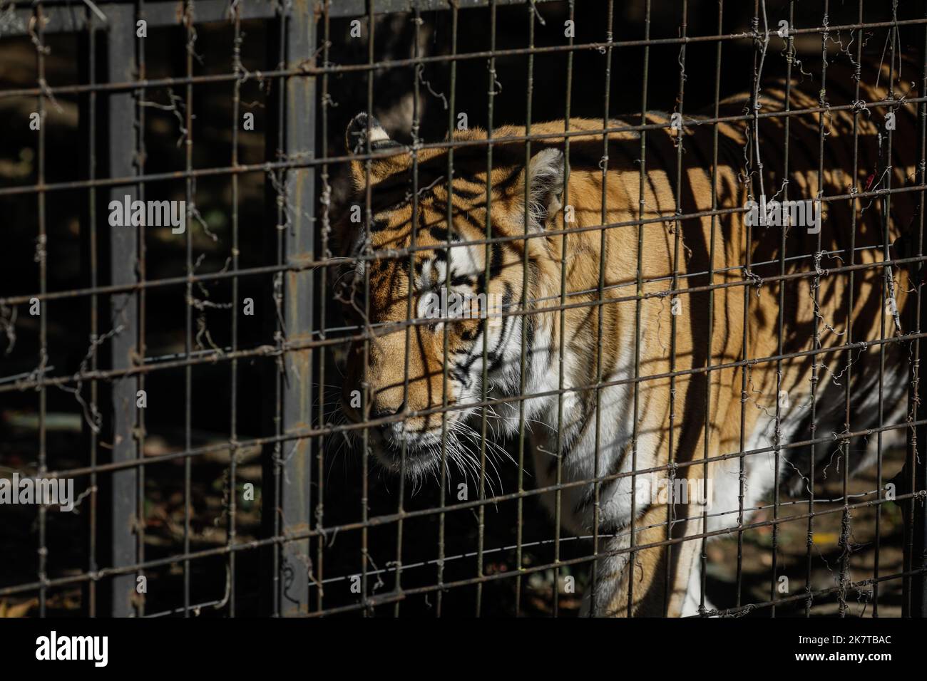 Caged Indian tiger in an eastern European zoo. Caged wildlife. Animal ...