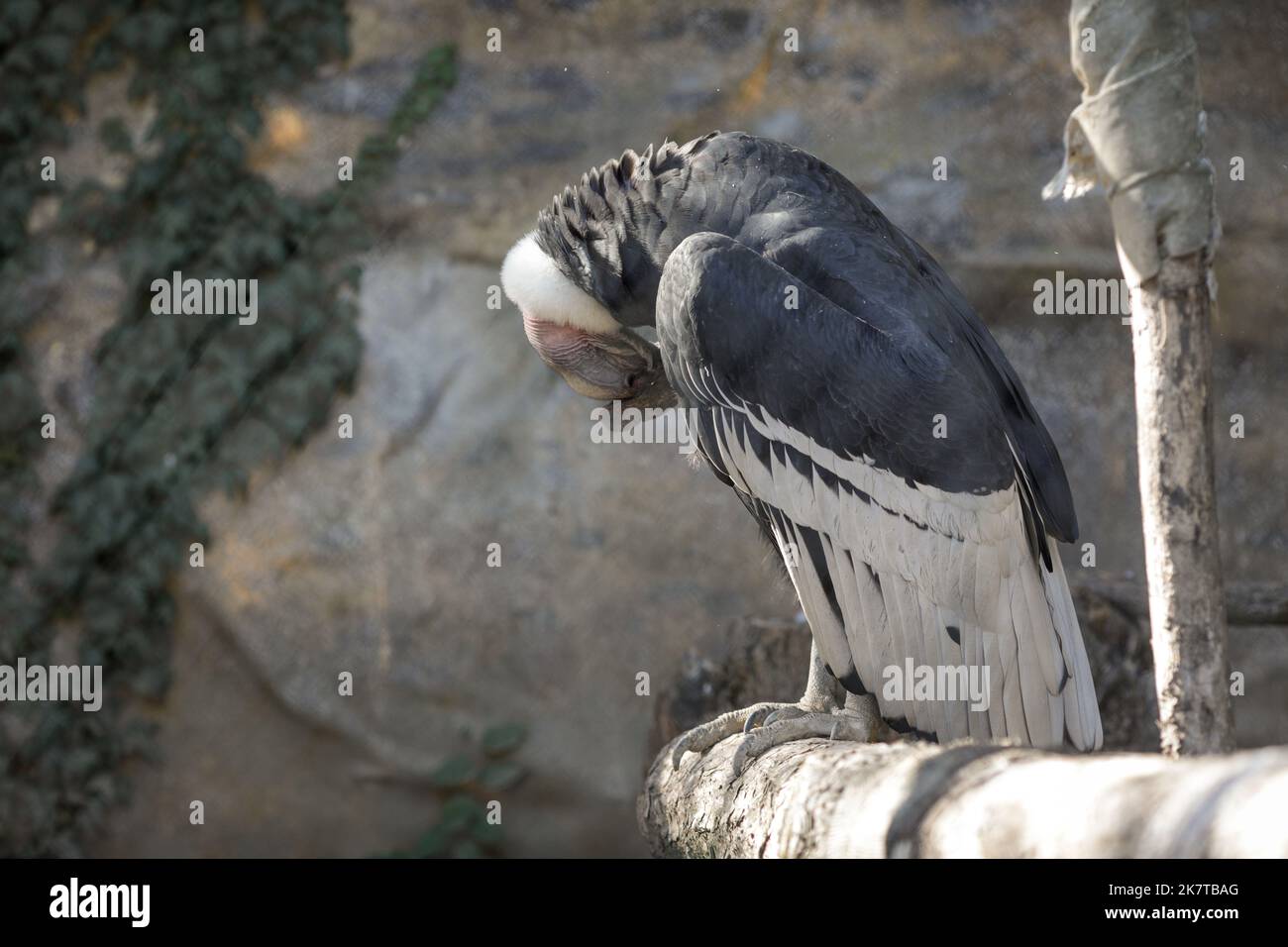 Caged Andean Condor (Vultur gryphus) in an eastern European zoo. Caged ...