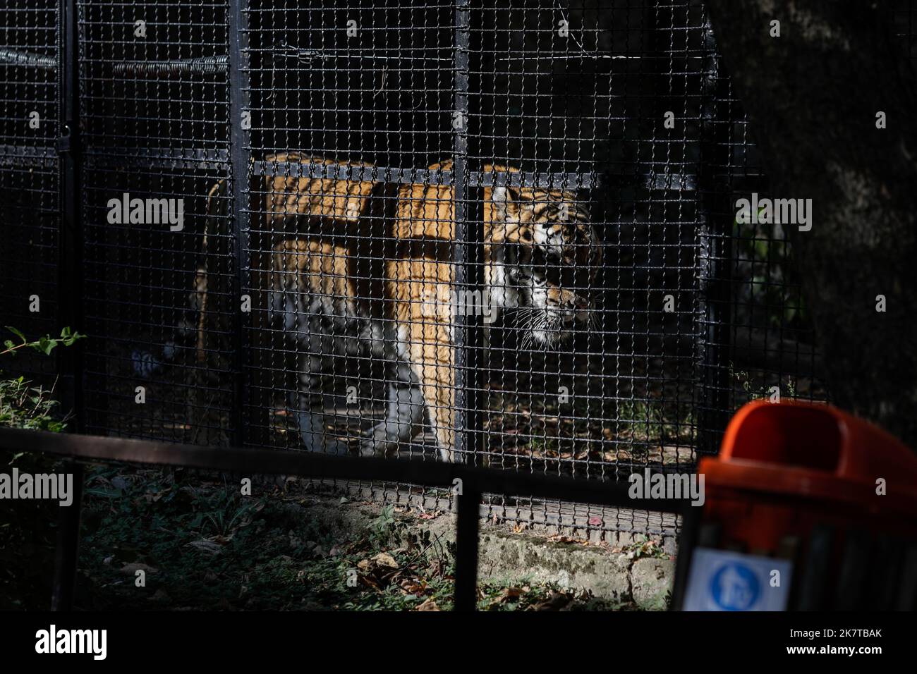 Caged Indian tiger in an eastern European zoo. Caged wildlife. Animal ...