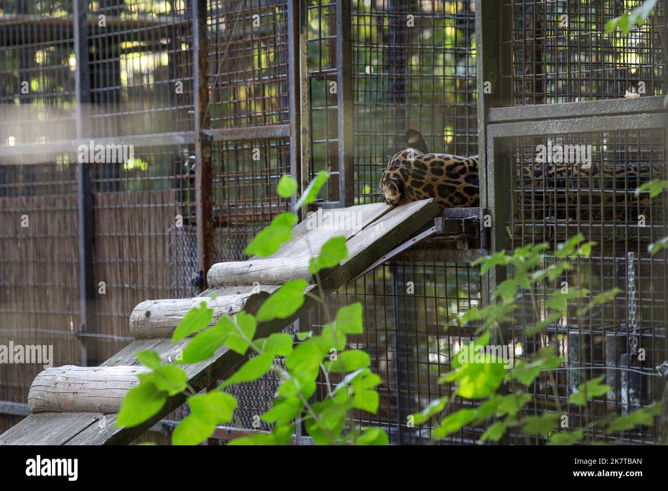Caged jaguar (Panthera onca) in an eastern European zoo. Caged wildlife ...