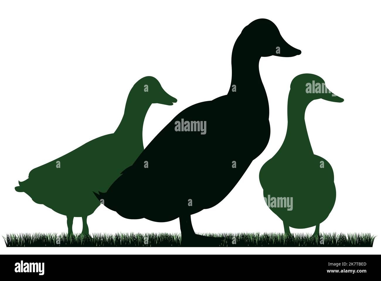 Ducks graze in pasture. Picture silhouette. Farm pets. Domestic poultry ...