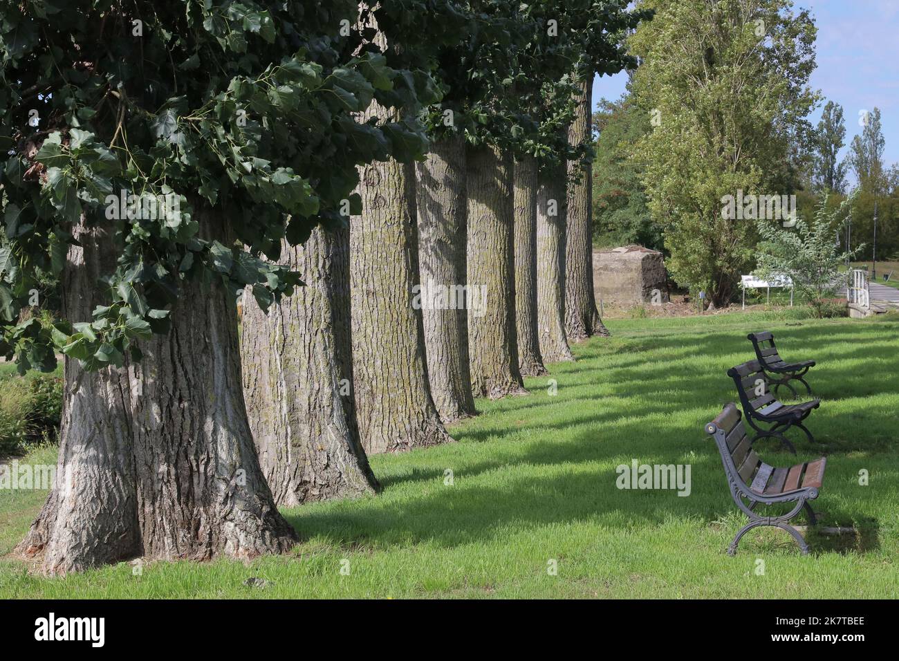 Natural tree trunks of poplar in a countryside setting Stock Photo - Alamy