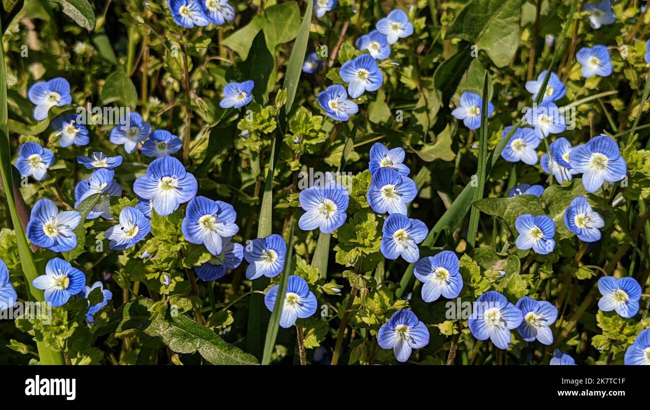 Bright blue wall speedwell or corn speedwell or common speedwell or ...