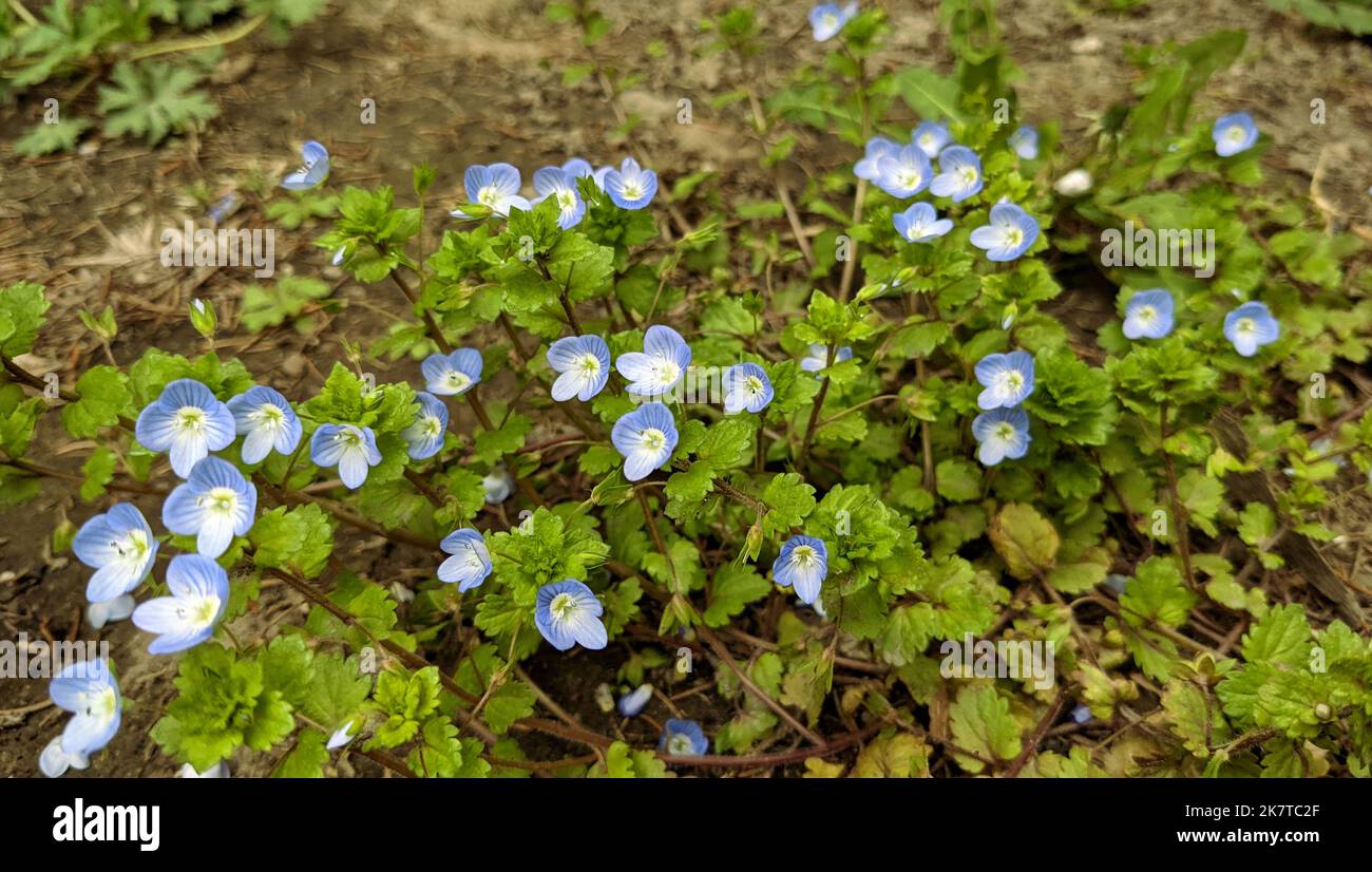 Bright blue wall speedwell or corn speedwell or common speedwell or ...