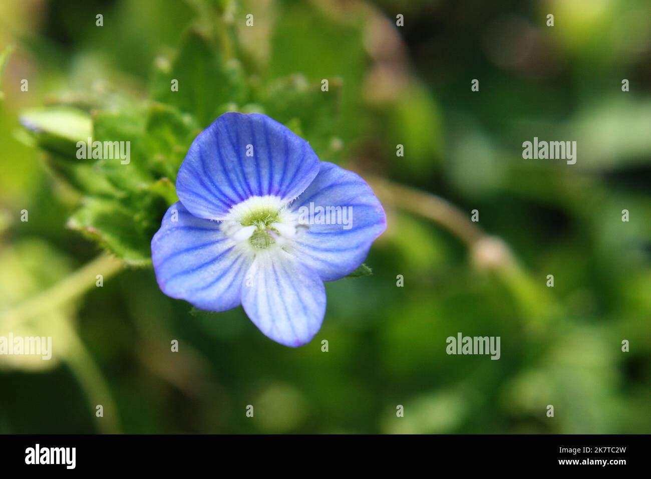 Bright blue wall speedwell or corn speedwell or common speedwell or ...