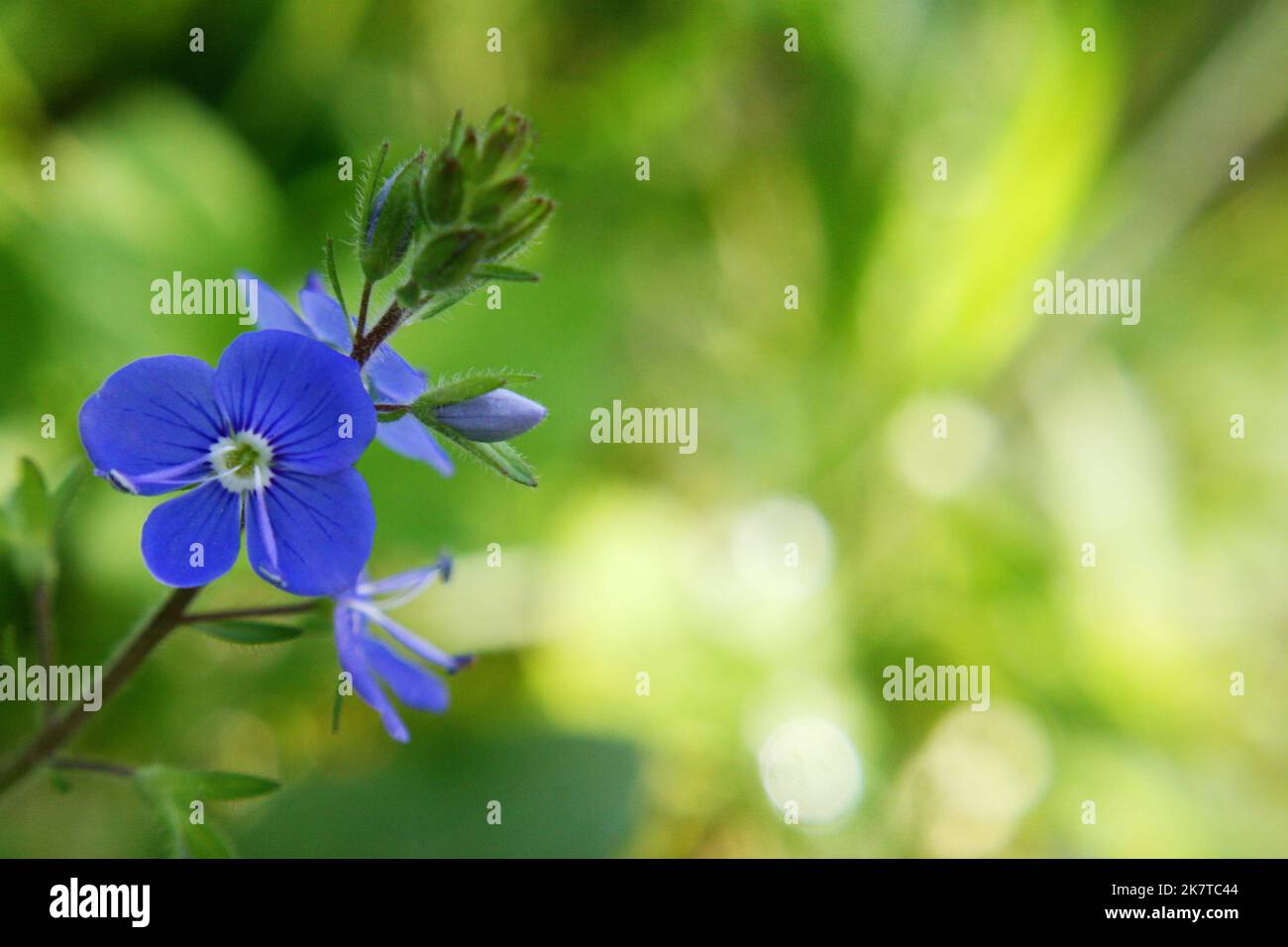 Bright blue wall speedwell or corn speedwell or common speedwell or ...