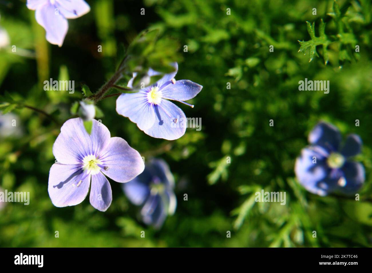Bright blue wall speedwell or corn speedwell or common speedwell or ...