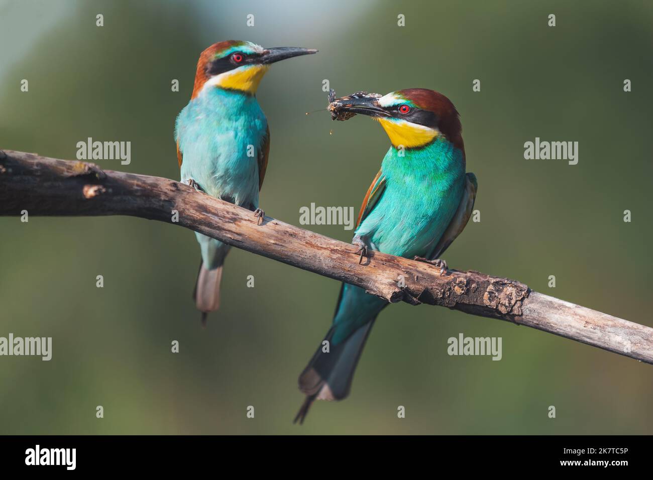 spring bright birds with a butterfly in their beak Stock Photo - Alamy