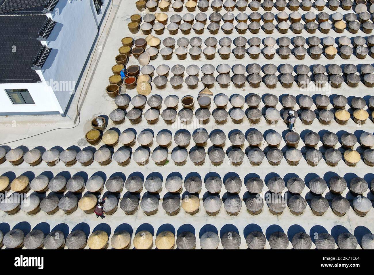 RUGAO, CHINA - OCTOBER 19, 2022 - Aerial photo shows workers stirred ...