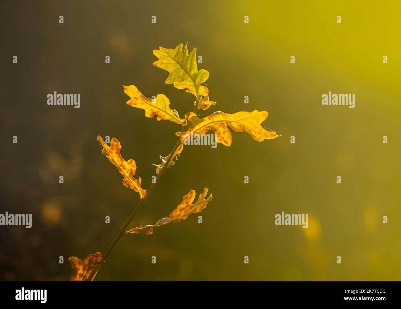 Oak yellow home hi-res stock photography and images - Alamy