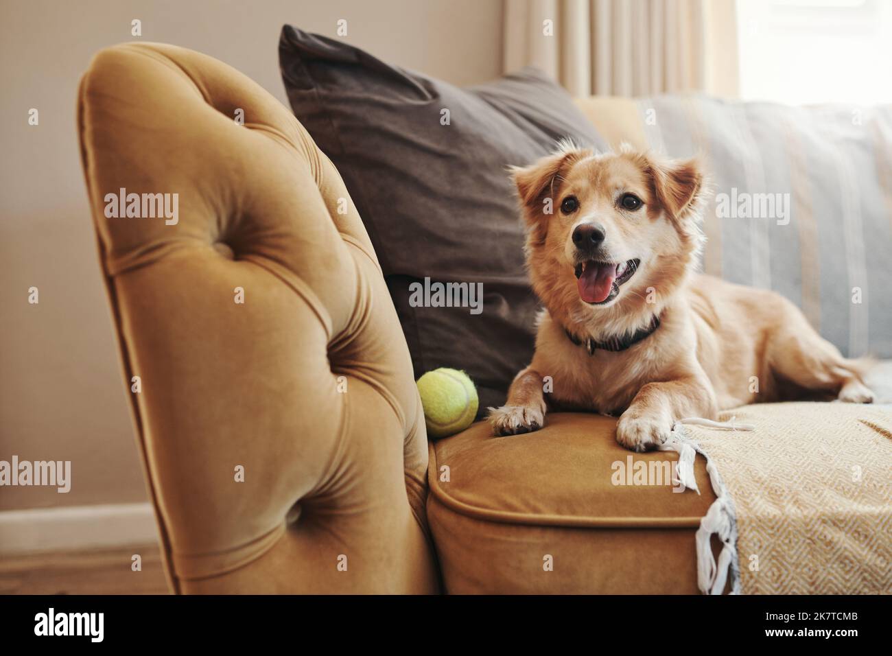 Empty dog house hi-res stock photography and images - Alamy