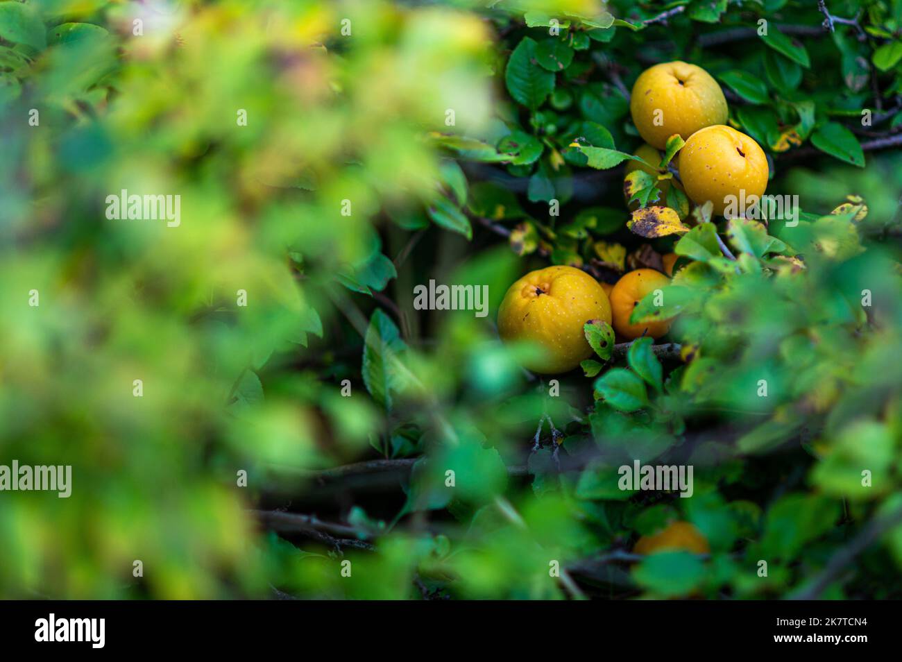green quince bush with yellow fruits, soft focus floral background ...