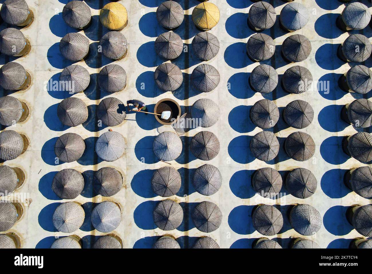 RUGAO, CHINA - OCTOBER 19, 2022 - Aerial photo shows workers stirred ...