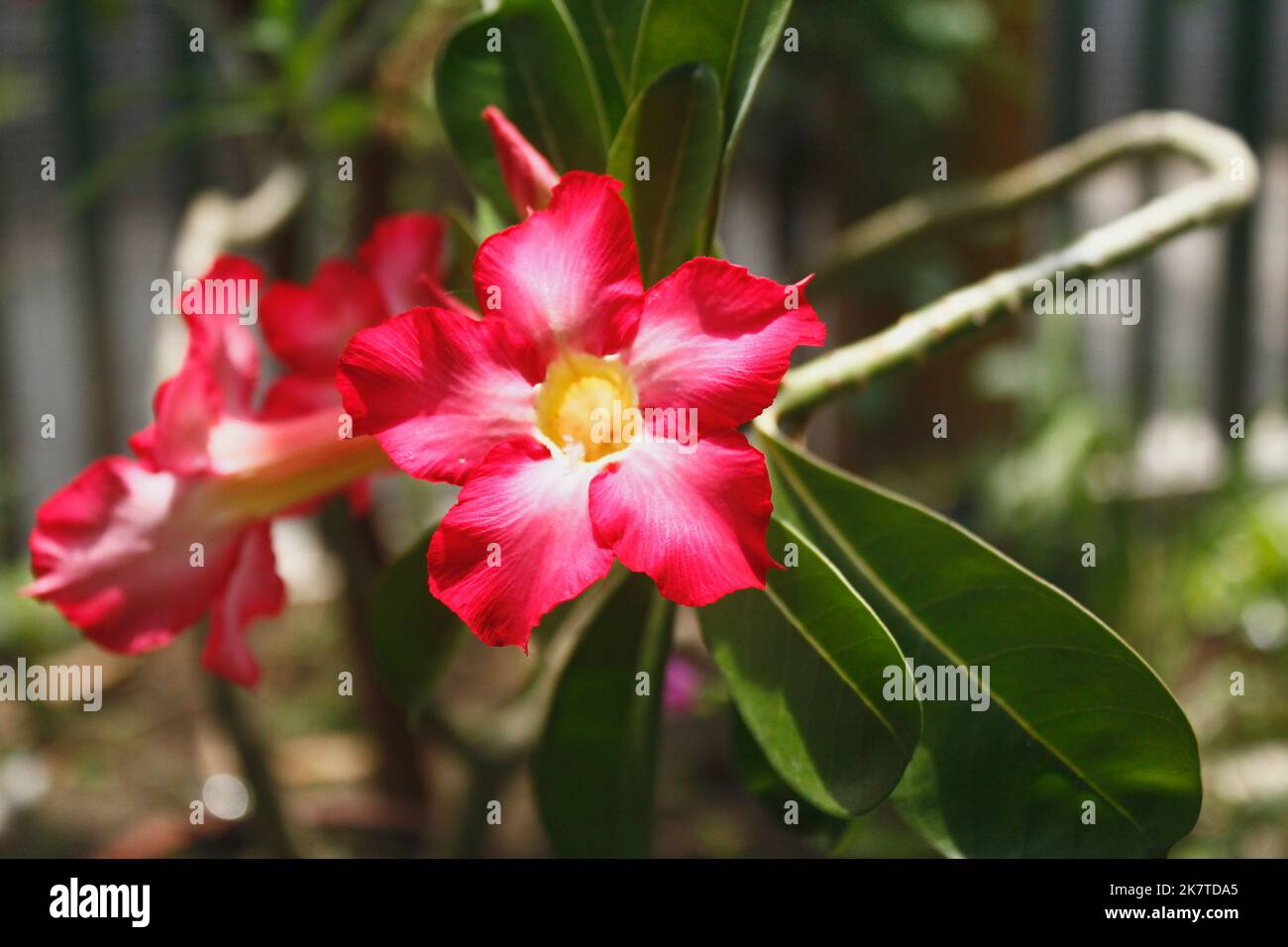 Red Adenium from Closeup with Leave and Doff Bacground. Adenium Flowers ...