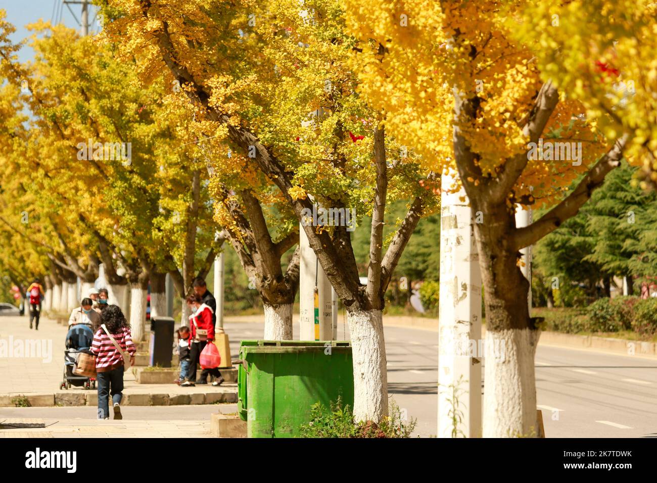 WEINING, CHINA - OCTOBER 19, 2022 - Citizens walk on a road as ginkgo ...
