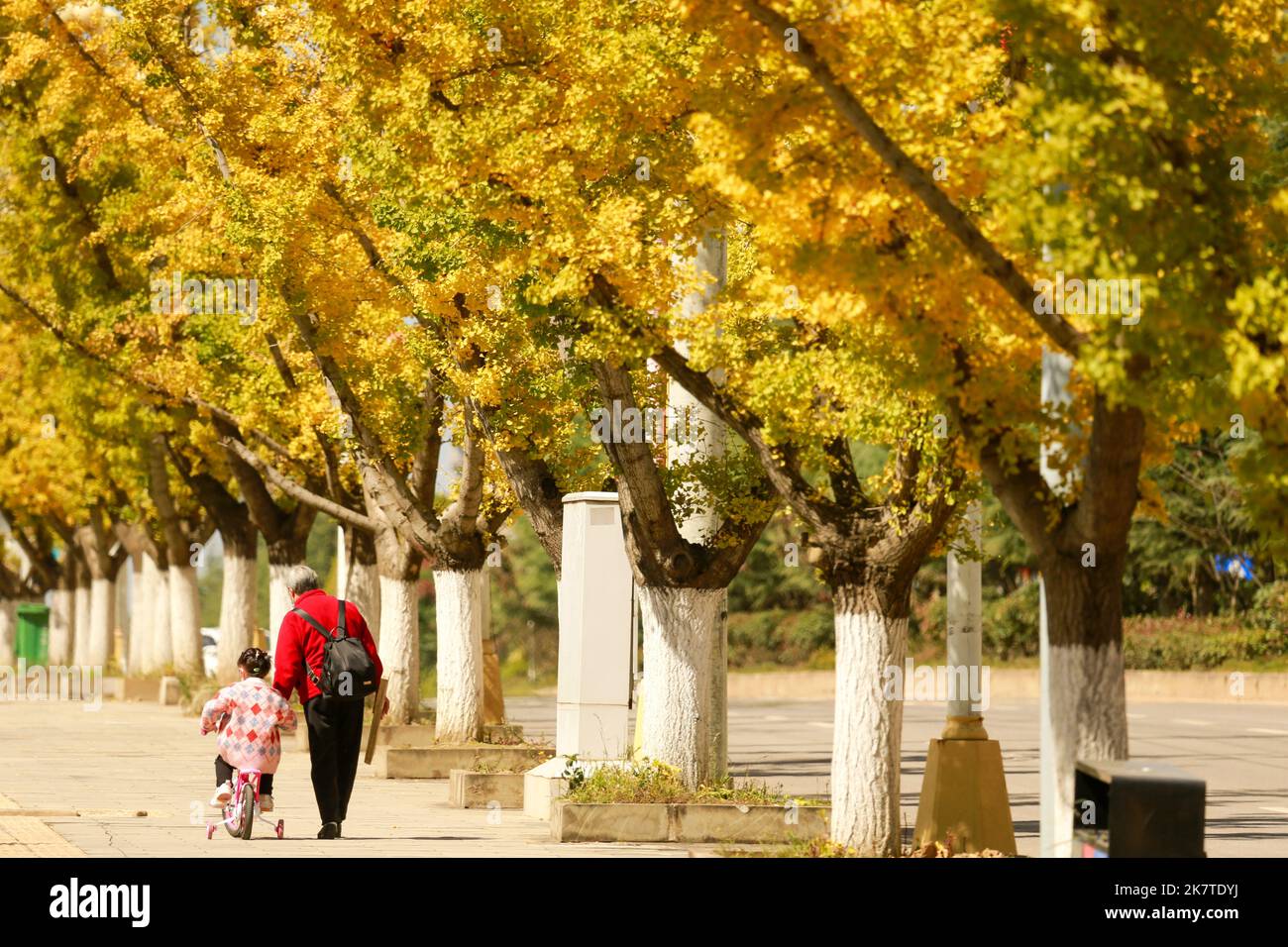 WEINING, CHINA - OCTOBER 19, 2022 - Citizens walk on a road as ginkgo ...
