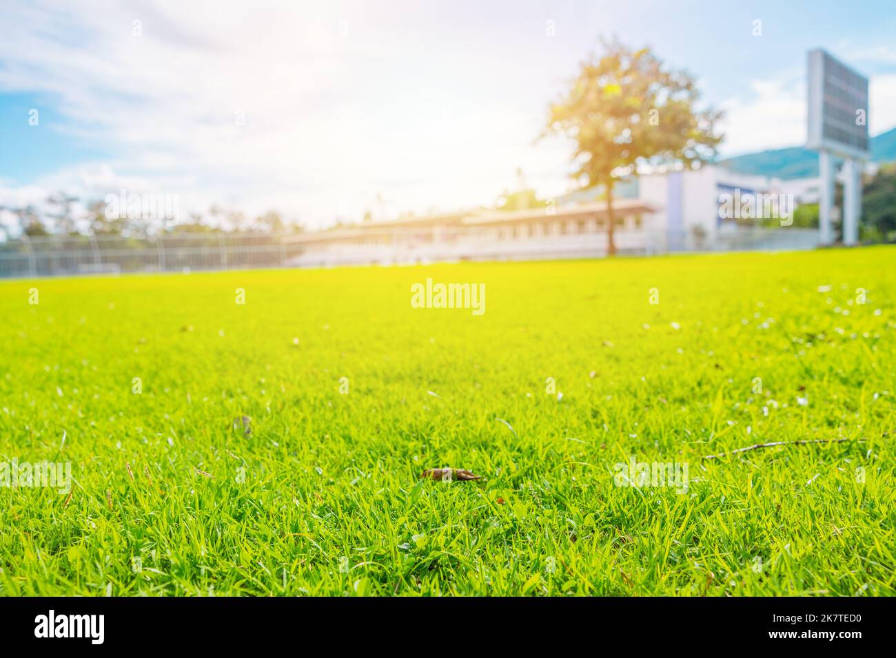 beautiful summer green grass lawn for sports soccer or rugby field with ...