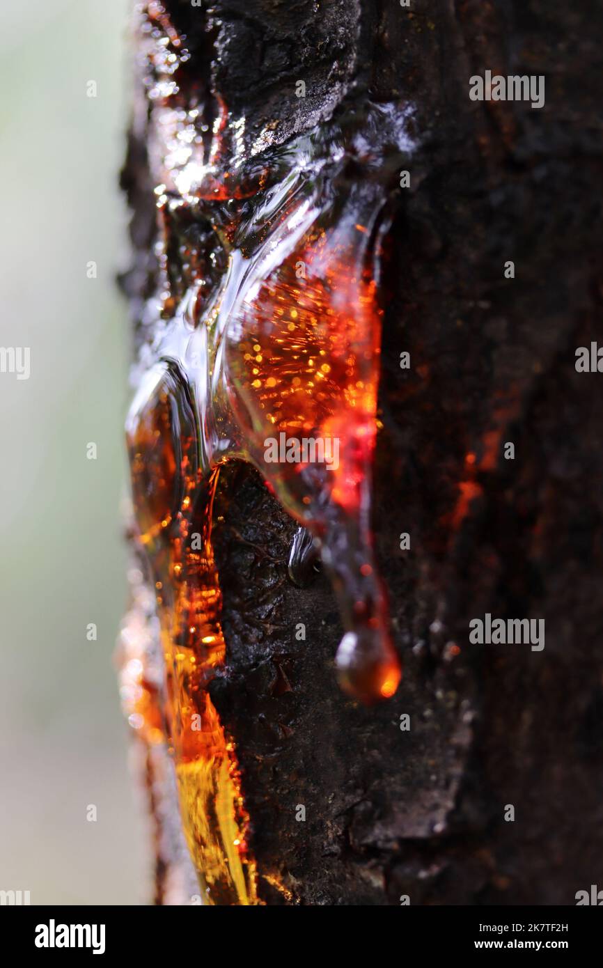 resin seeping from the trunk of the tree Stock Photo - Alamy