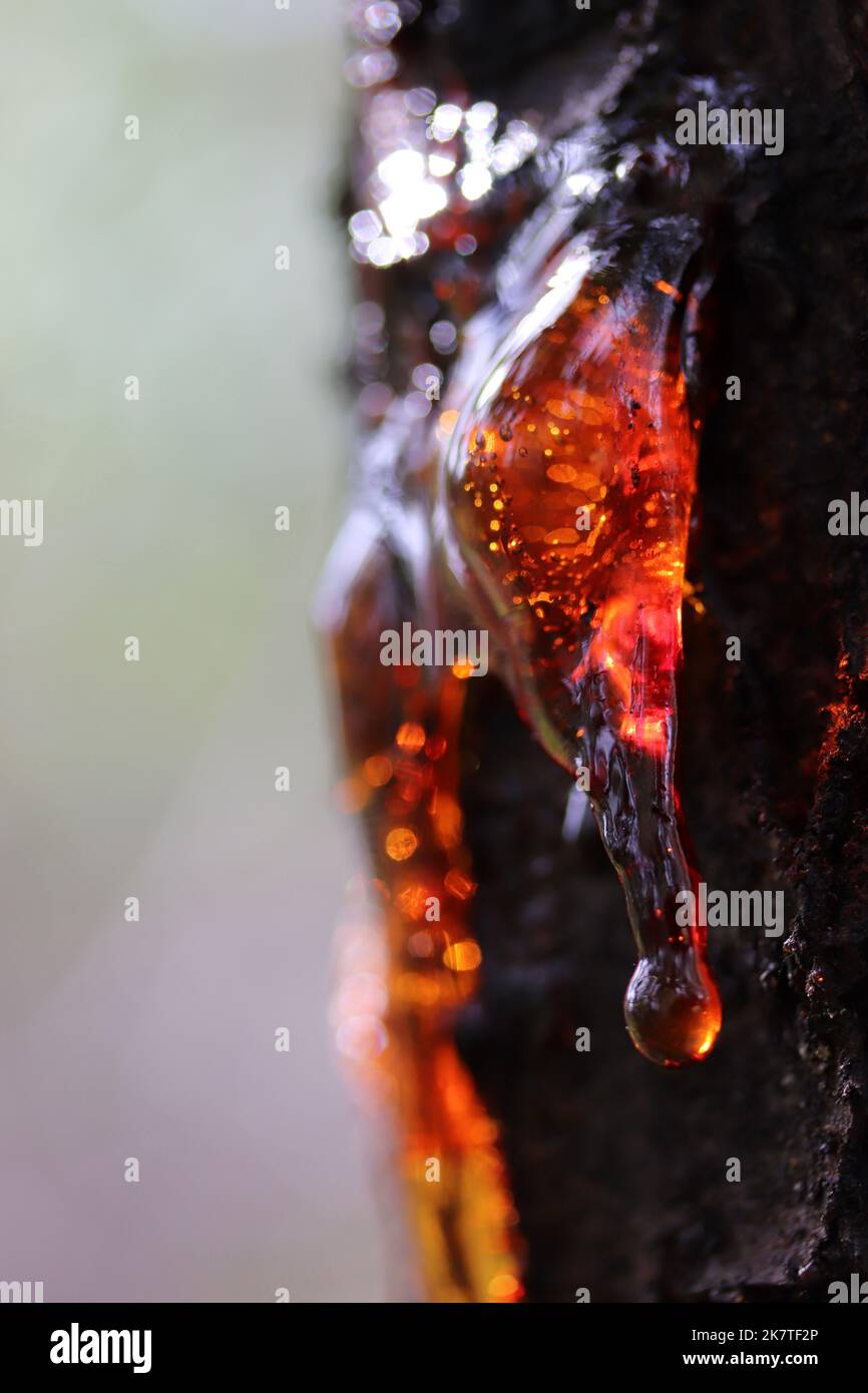 resin seeping from the trunk of the tree Stock Photo - Alamy