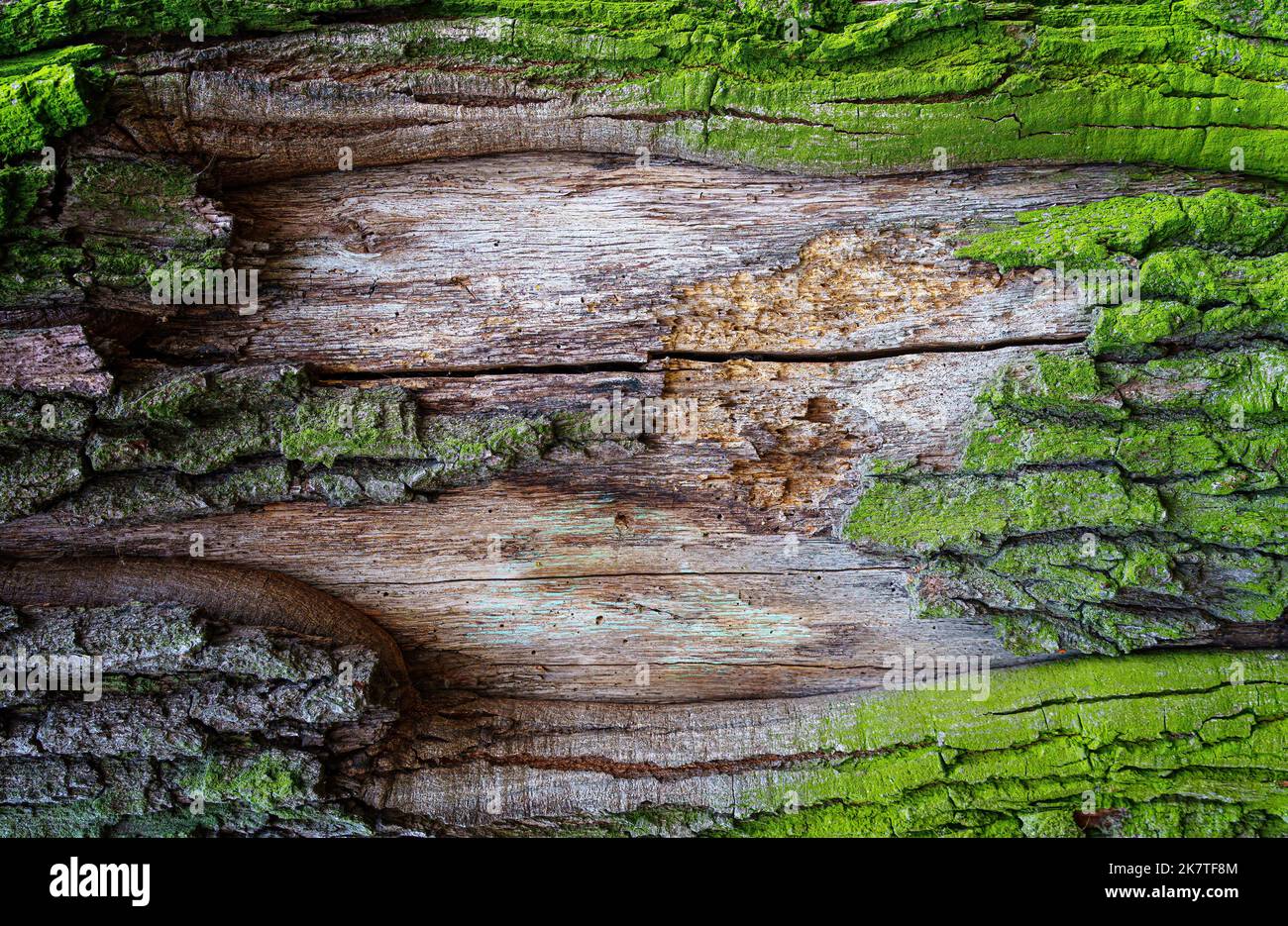 Dimentional natural background made from an old moss covered tree with ...
